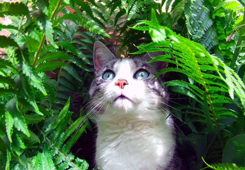 Dierenmishandeling per 1 januari zwaarder bestraft - RBNieuws.nl