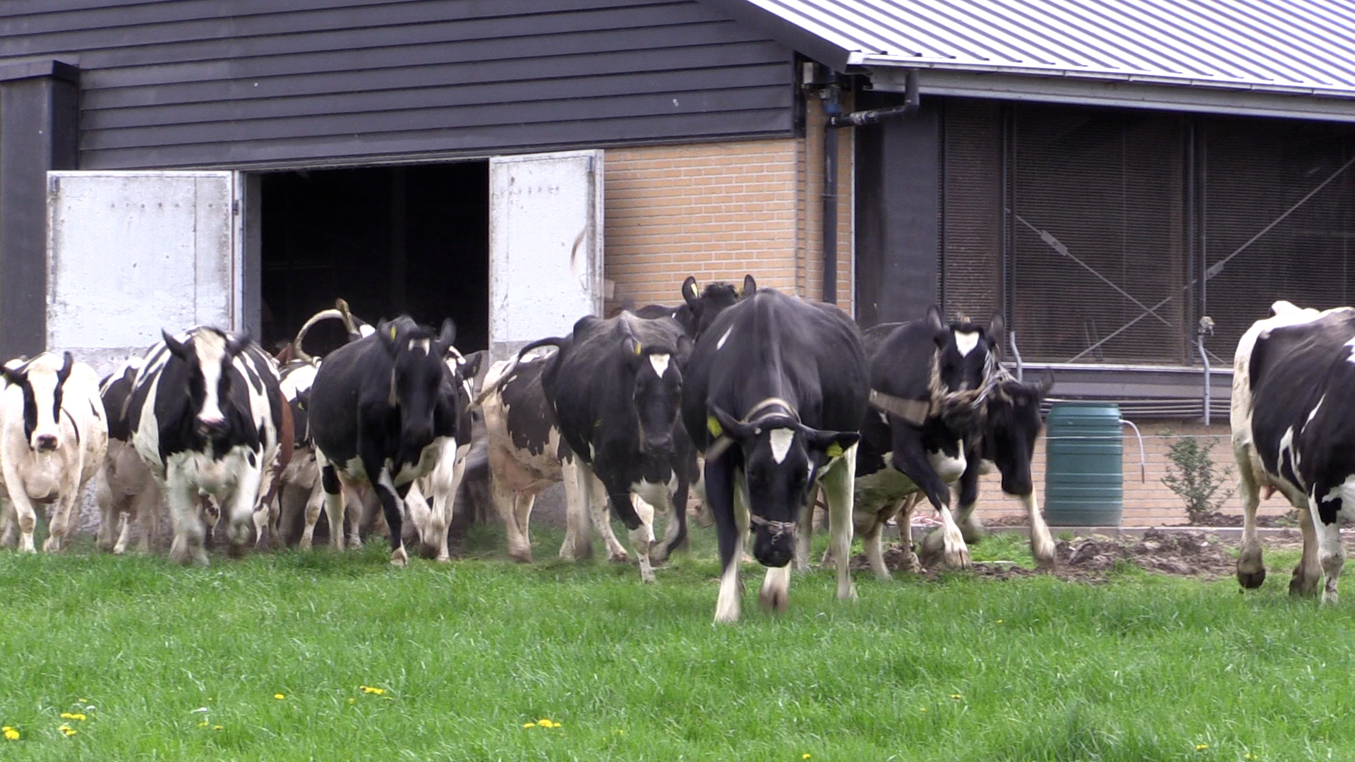 Koeien springen en trekken sprintjes van vreugde bij Folkertsma in ...