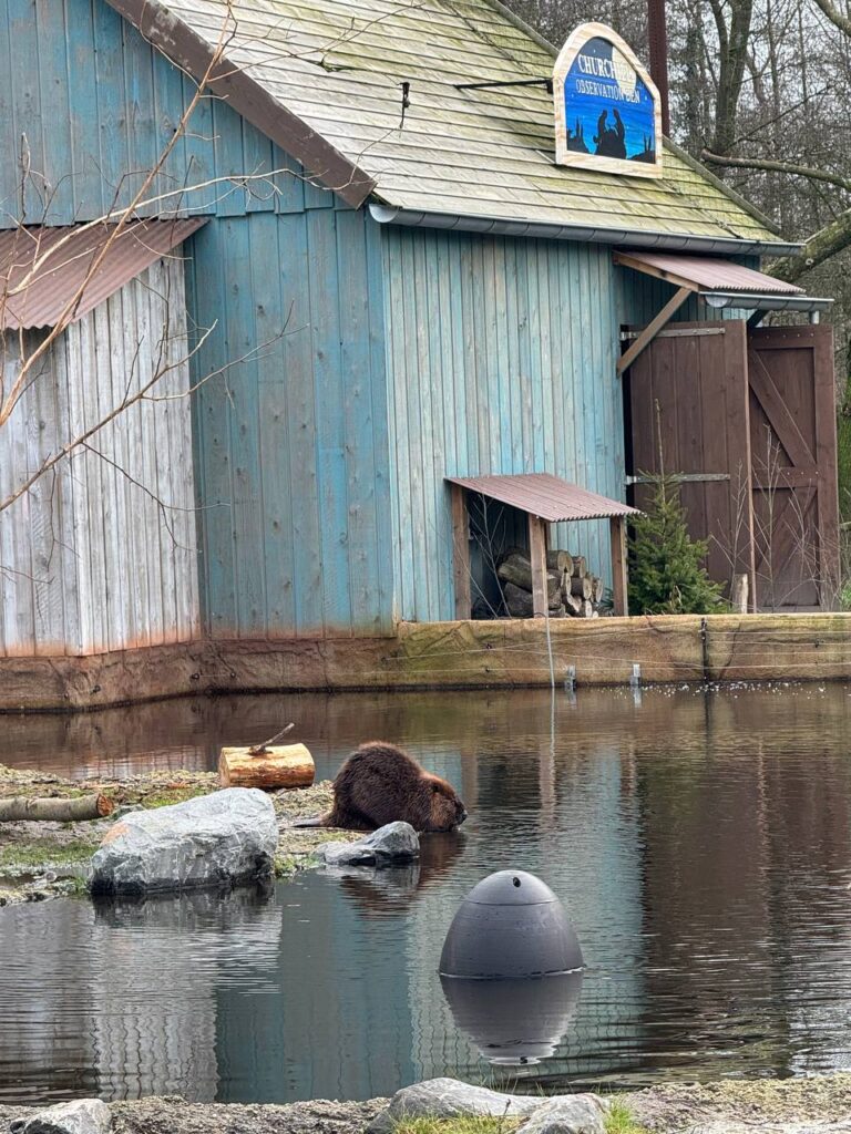 AquaZoo helpt wilde bevers beter begrijpen met geluidsonderzoek - RBNieuws.nl