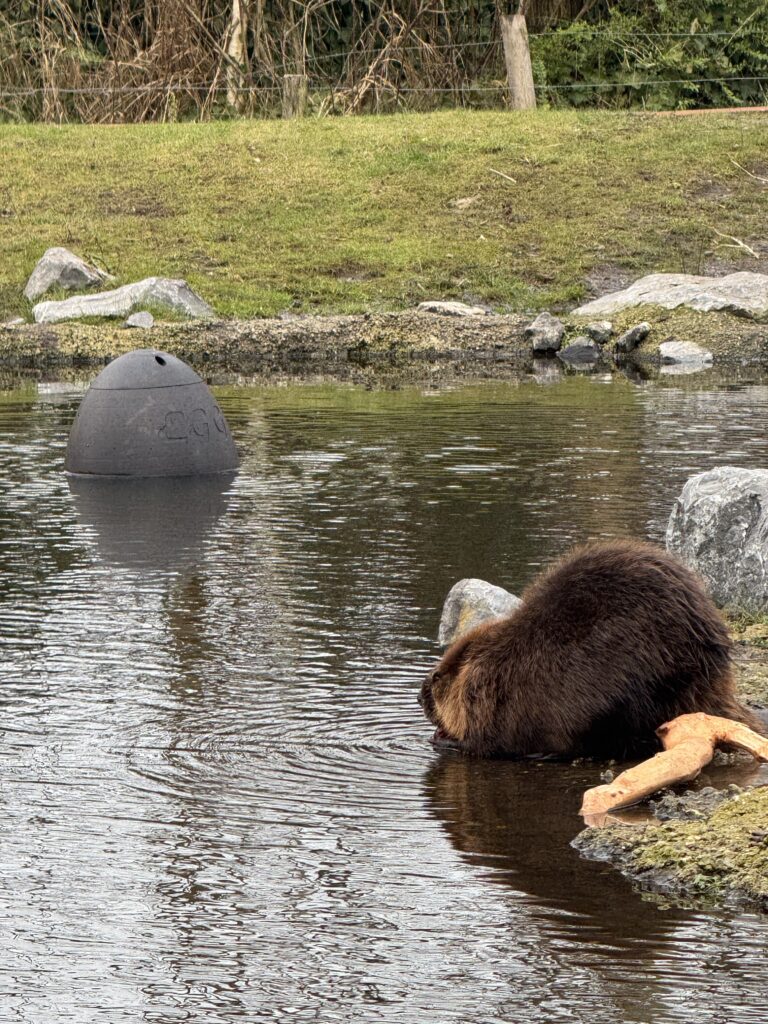 AquaZoo helpt wilde bevers beter begrijpen met geluidsonderzoek - RBNieuws.nl